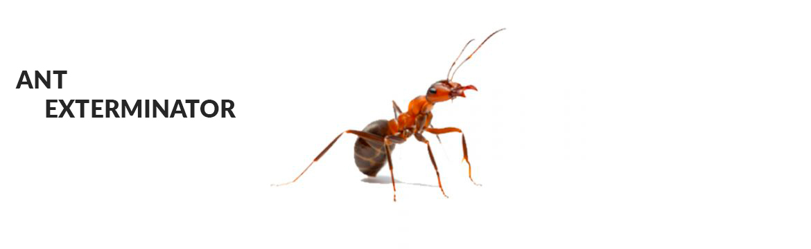 Ant Control Exterminator Miami – U bug me Pest Control